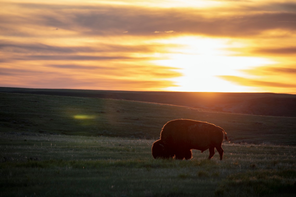 Bison and the power of partnerships - Nature and science